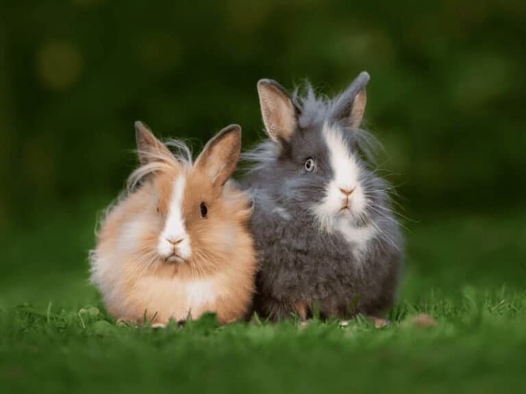 How much does a netherland dwarf lionhead mix rabbit cost? 2025 price ...